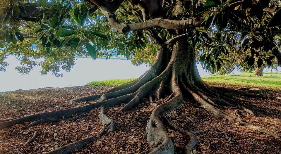 The Biliary Tree of Life: A review of common gallbladder and biliary ...
