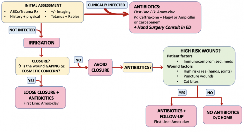 Bite Club: Comprehensive Guide to Bite Management (Part 1) - EMOttawa Blog