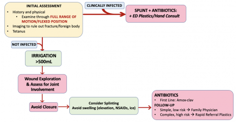 Bite Club: Comprehensive Guide to Bite Management (Part 2) - EMOttawa Blog