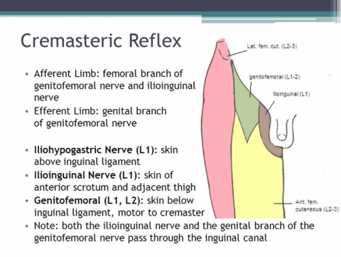 Testicular Torsion - EMOttawa Blog